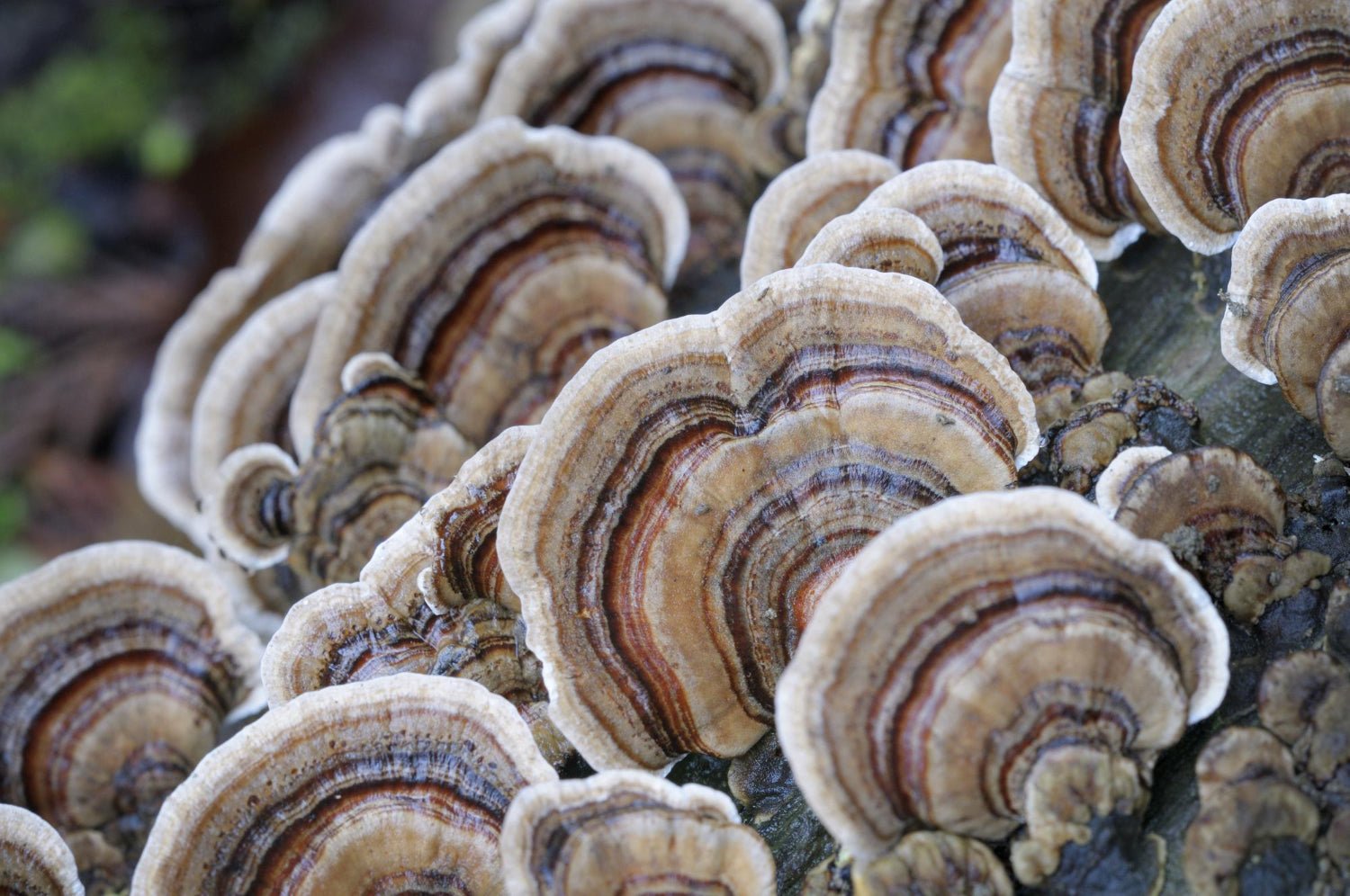 Power of Turkey Tail: A Guide to the Therapeutic Mushroom
